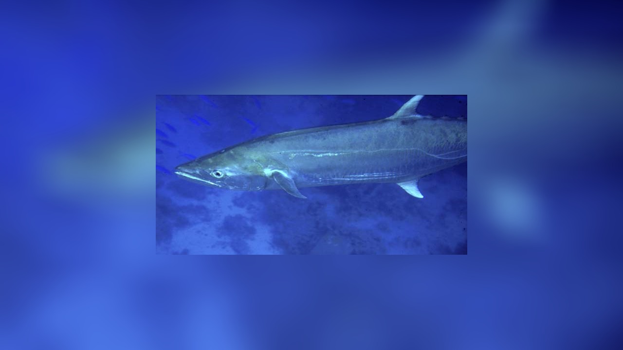 Scomberomorus commerson Torpedo-Makrele