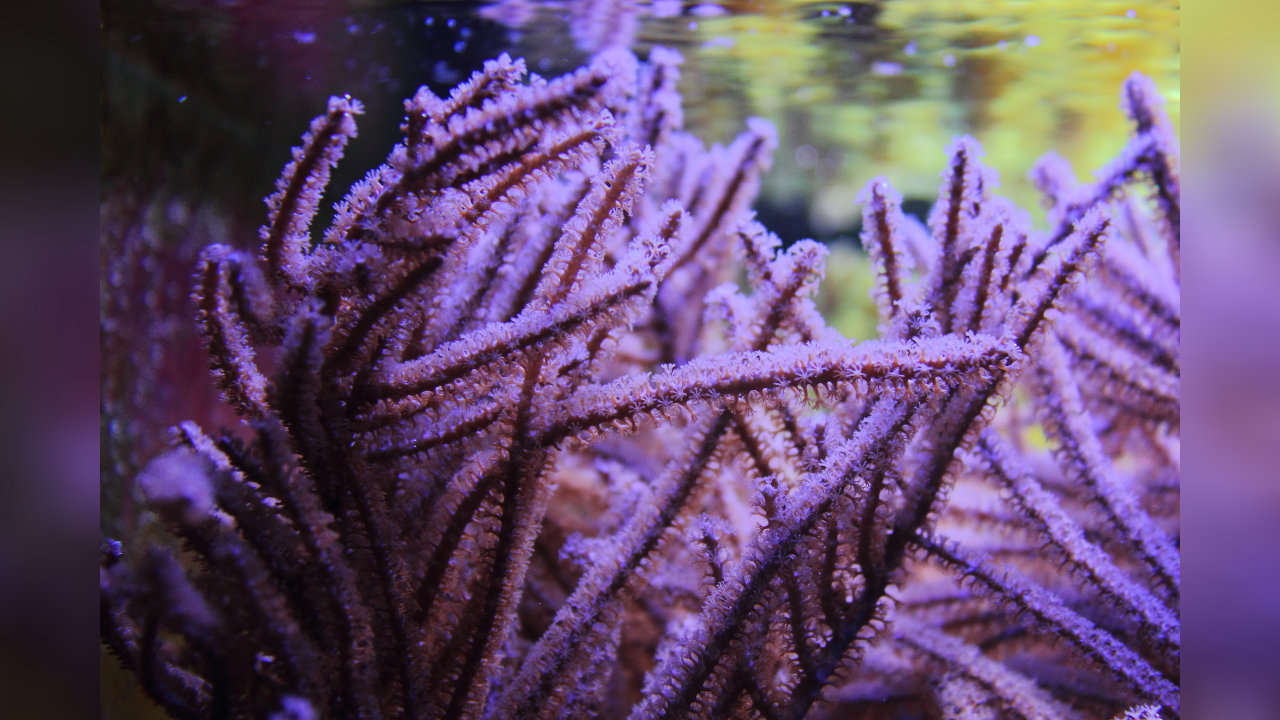 Pinnigorgia sp. Hornkoralle - Gorgonie