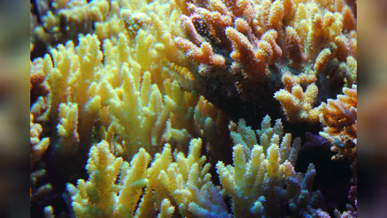 Sinularia sp. 01 soft coral