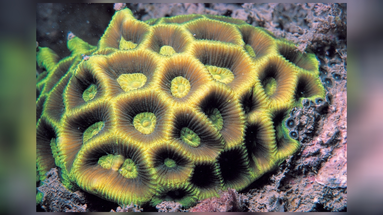 Coelastrea palauensis Steinkoralle