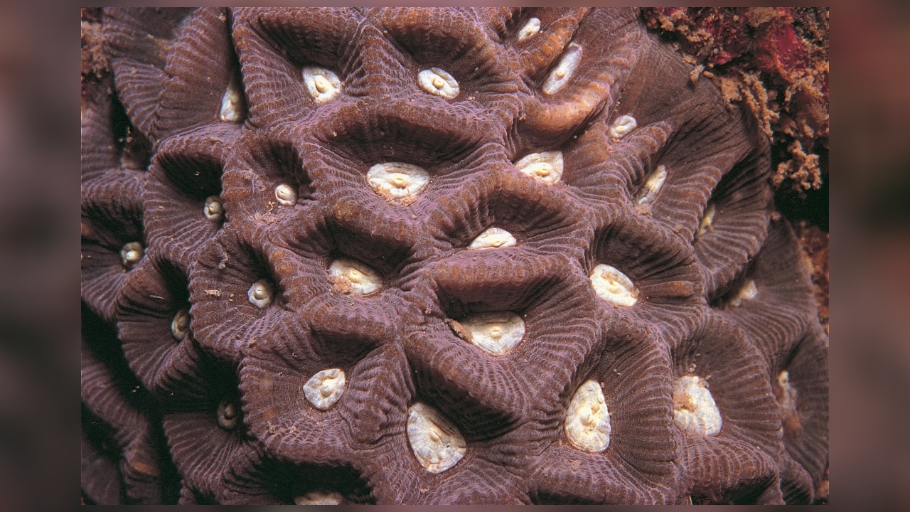 “From J.E.N. Charlie Veron, Corals of the World.” Copyright Ed Lovell ...
