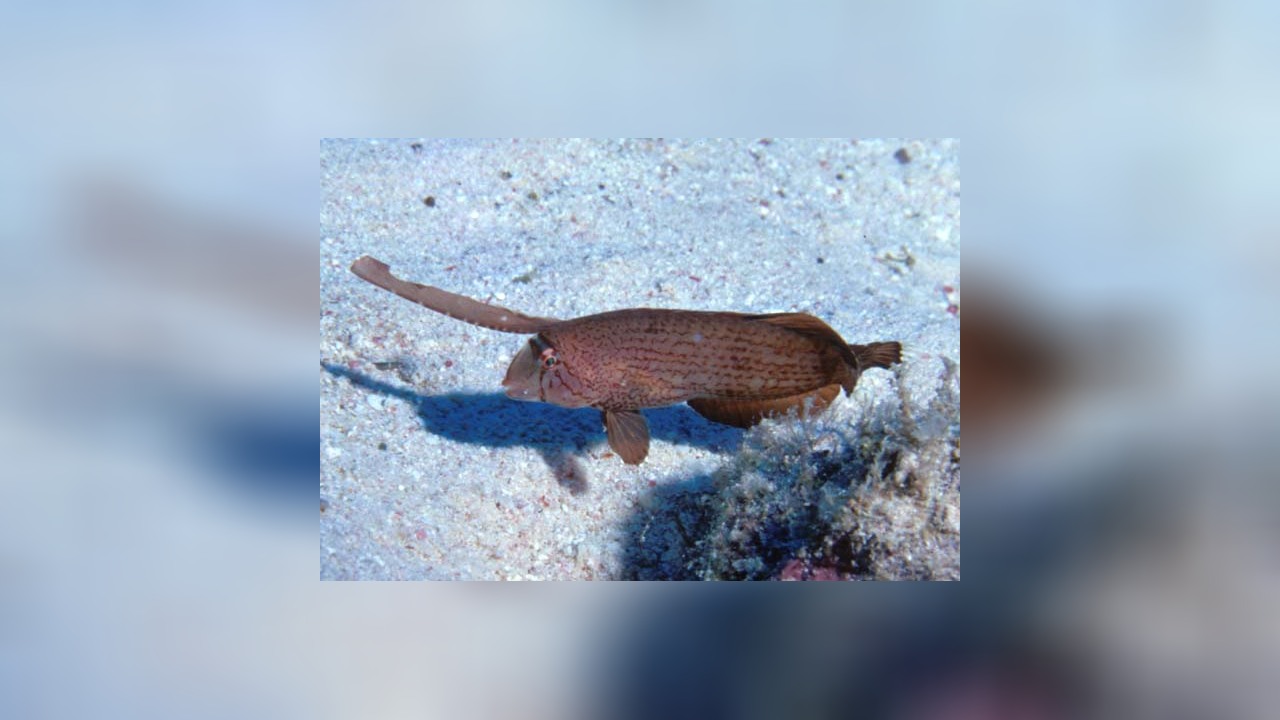 Iniistius pavo Black-barred razorfish, Blue razorfish, Indianfish ...