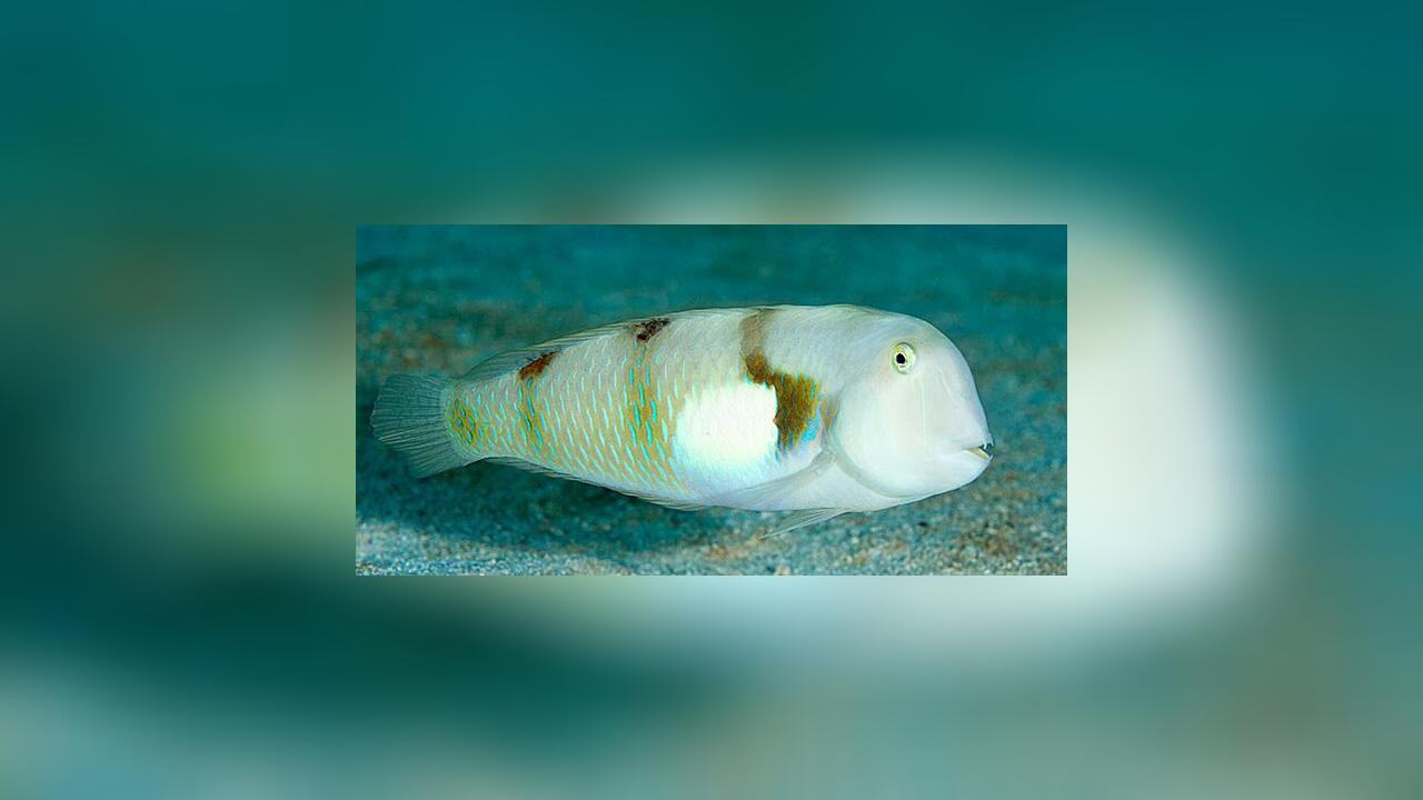 Iniistius aneitensis Yellowblotch razorfish, Pale razorfish, White ...