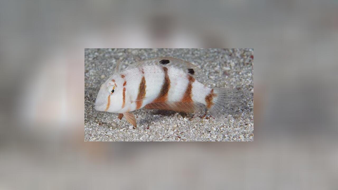 Iniistius aneitensis Yellowblotch razorfish, Pale razorfish, White ...