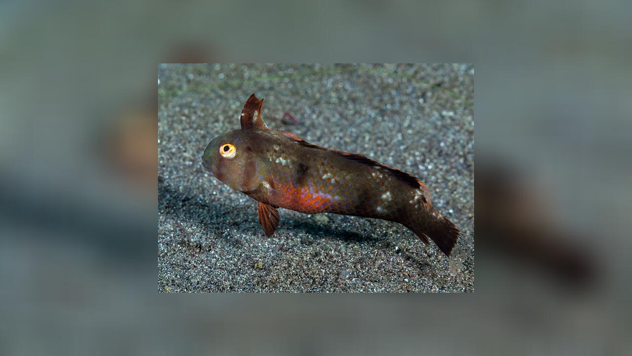 Iniistius aneitensis Yellowblotch razorfish, Pale razorfish, White ...