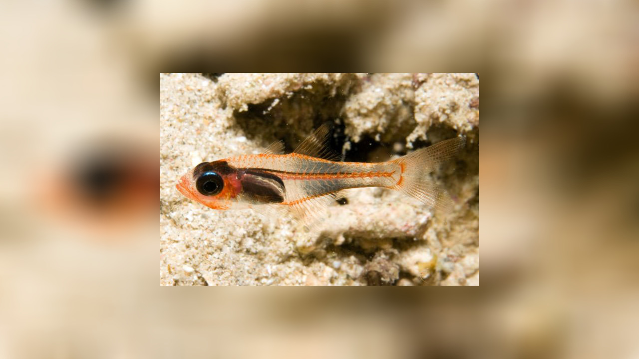 Apogon coccineus Ruby cardinalfish