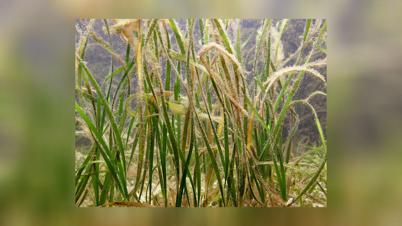 Halodule wrightii Shoal Grass, Shoalweed