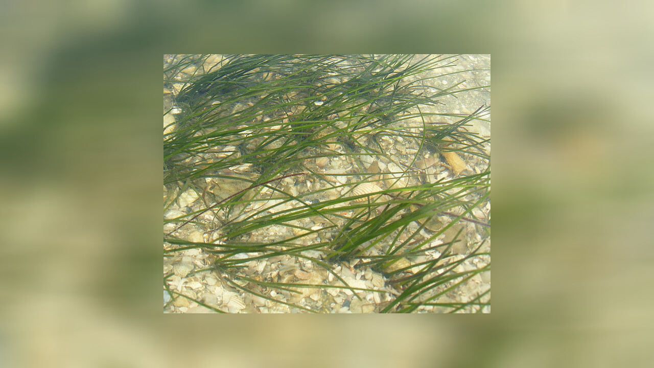 Halodule wrightii Shoal Grass, Shoalweed