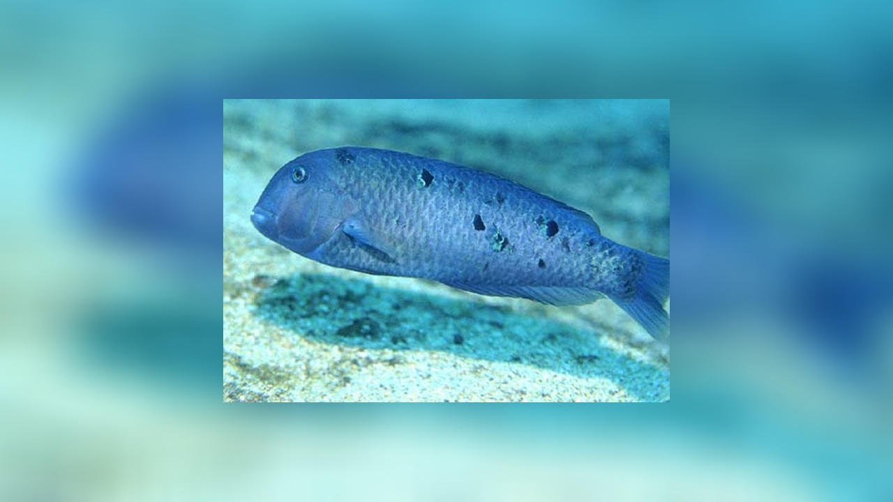 Xyrichtys victori Galapagos-Messerlippfisch
