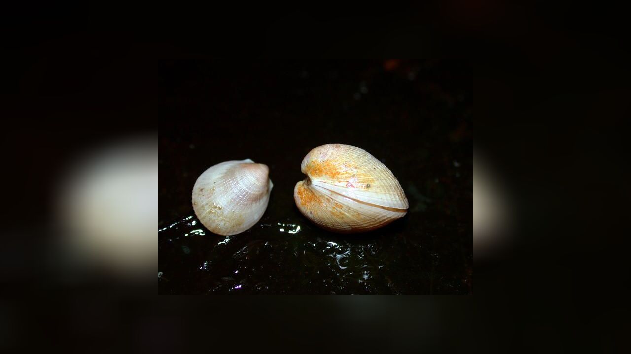 Limea pygmaea Feilenmuschel