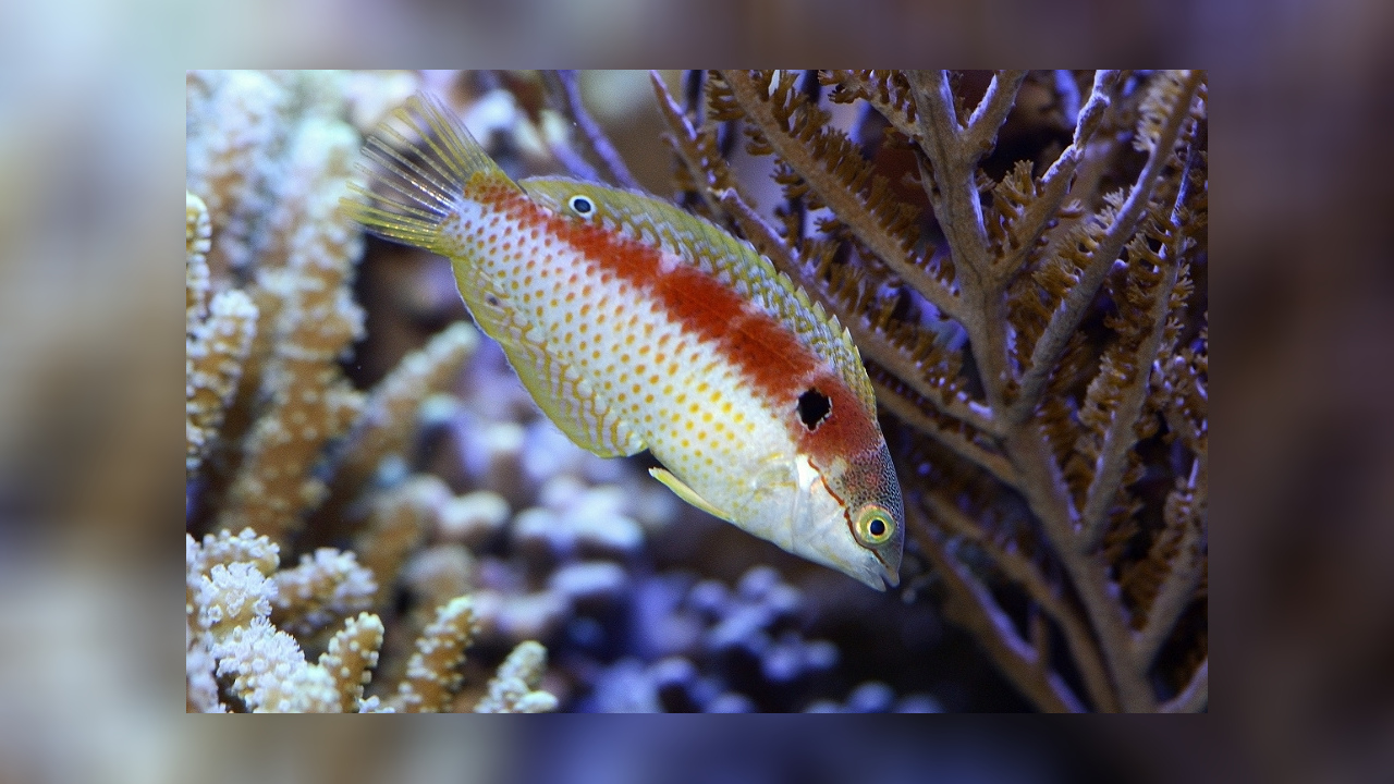 Macropharyngodon vivienae Madagaskar Leopard Lippfisch