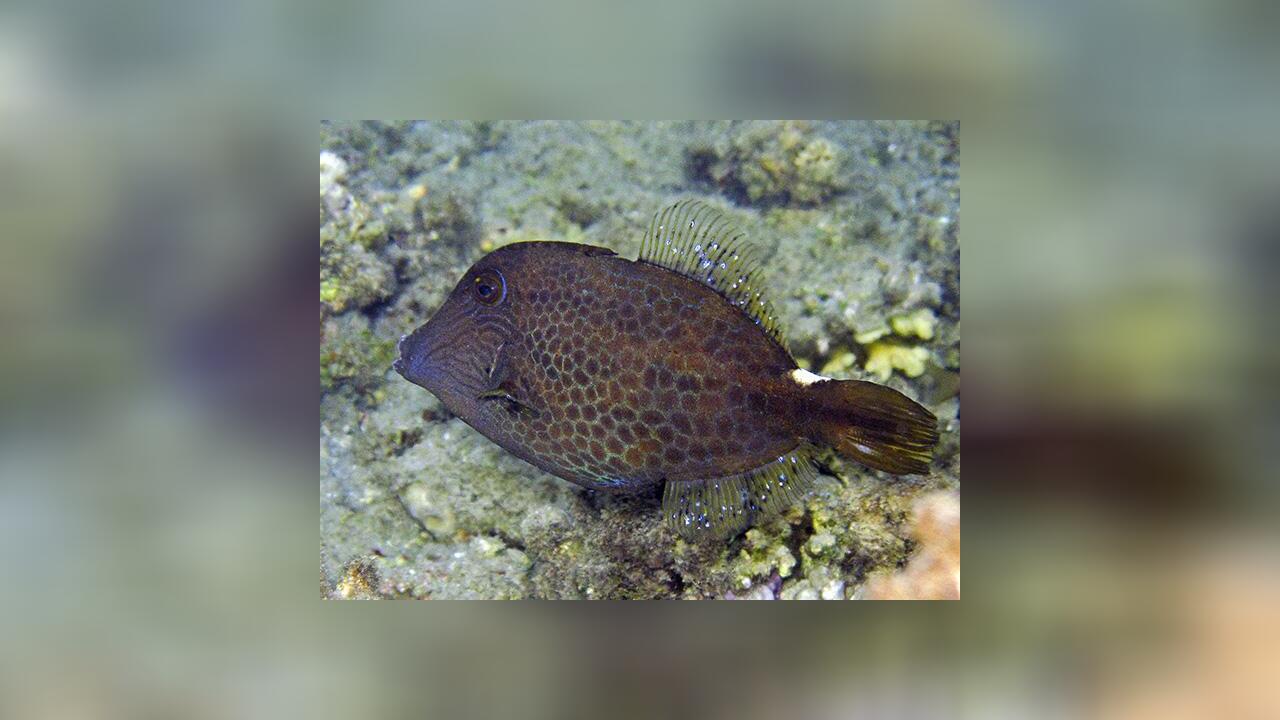 Cantherhines pardalis Honeycomb filefish