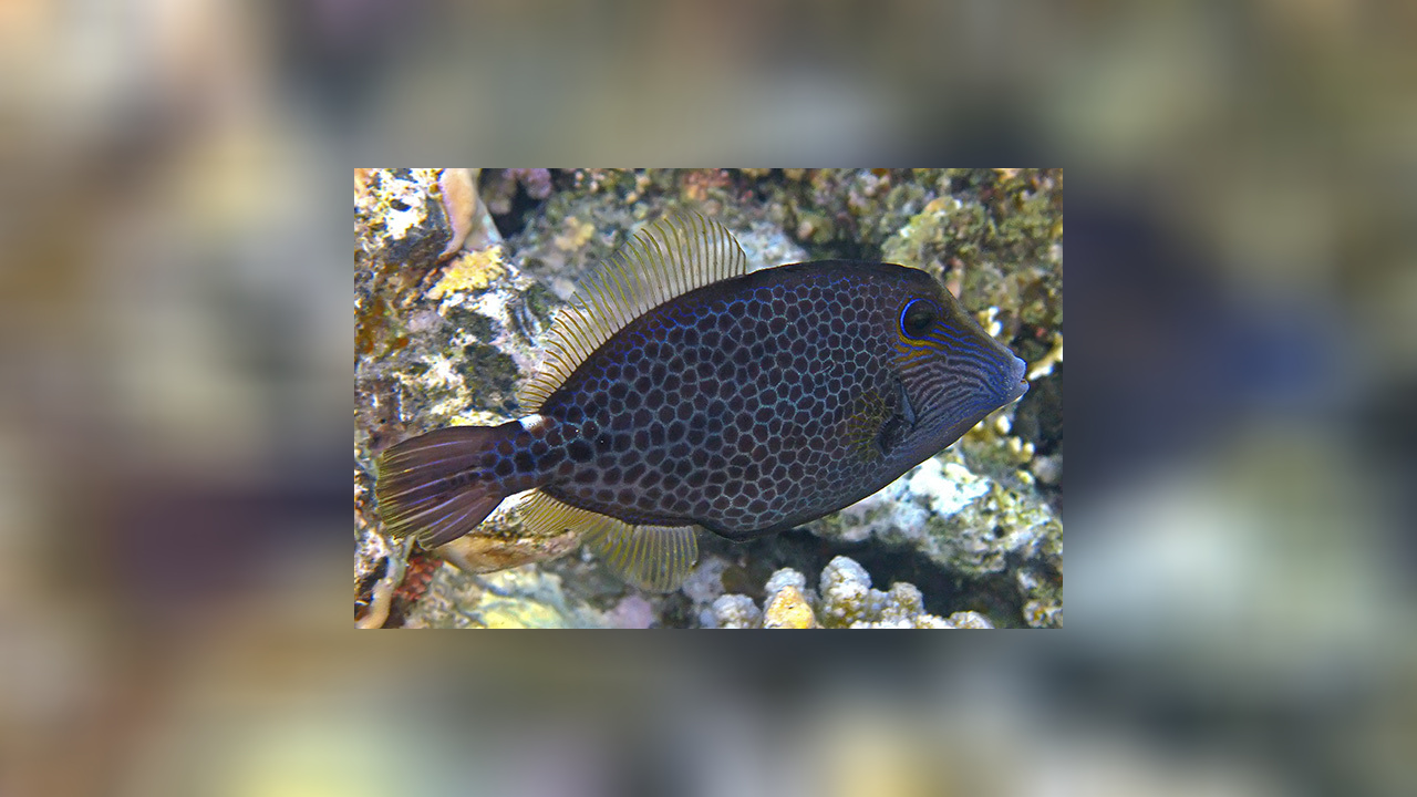 Cantherhines pardalis Honeycomb filefish