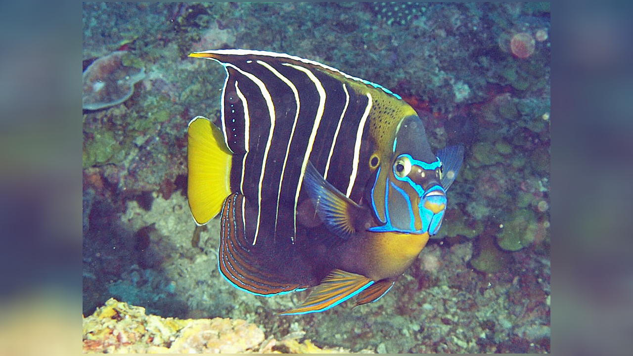 Pomacanthus chrysurus