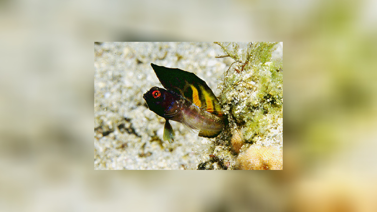 Emblemaria piratica Sailfin signal blenny