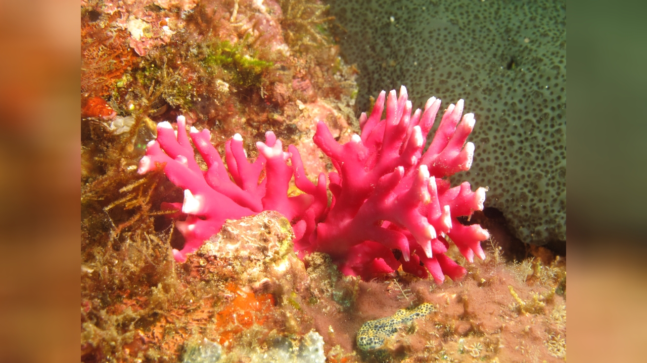Distichopora violacea Lace Coral - Stylaster Coral