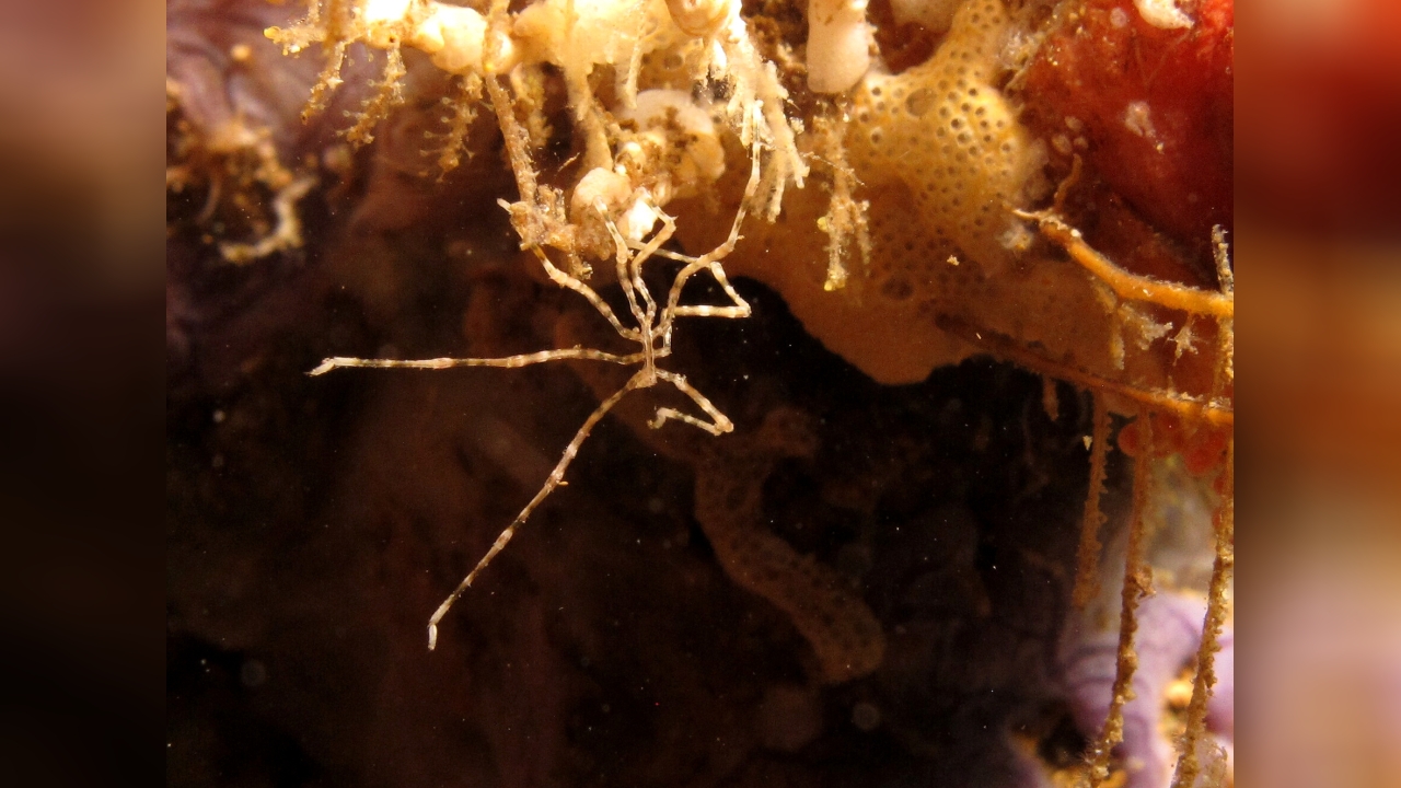 Pycnogonida sp.01 Sea spider