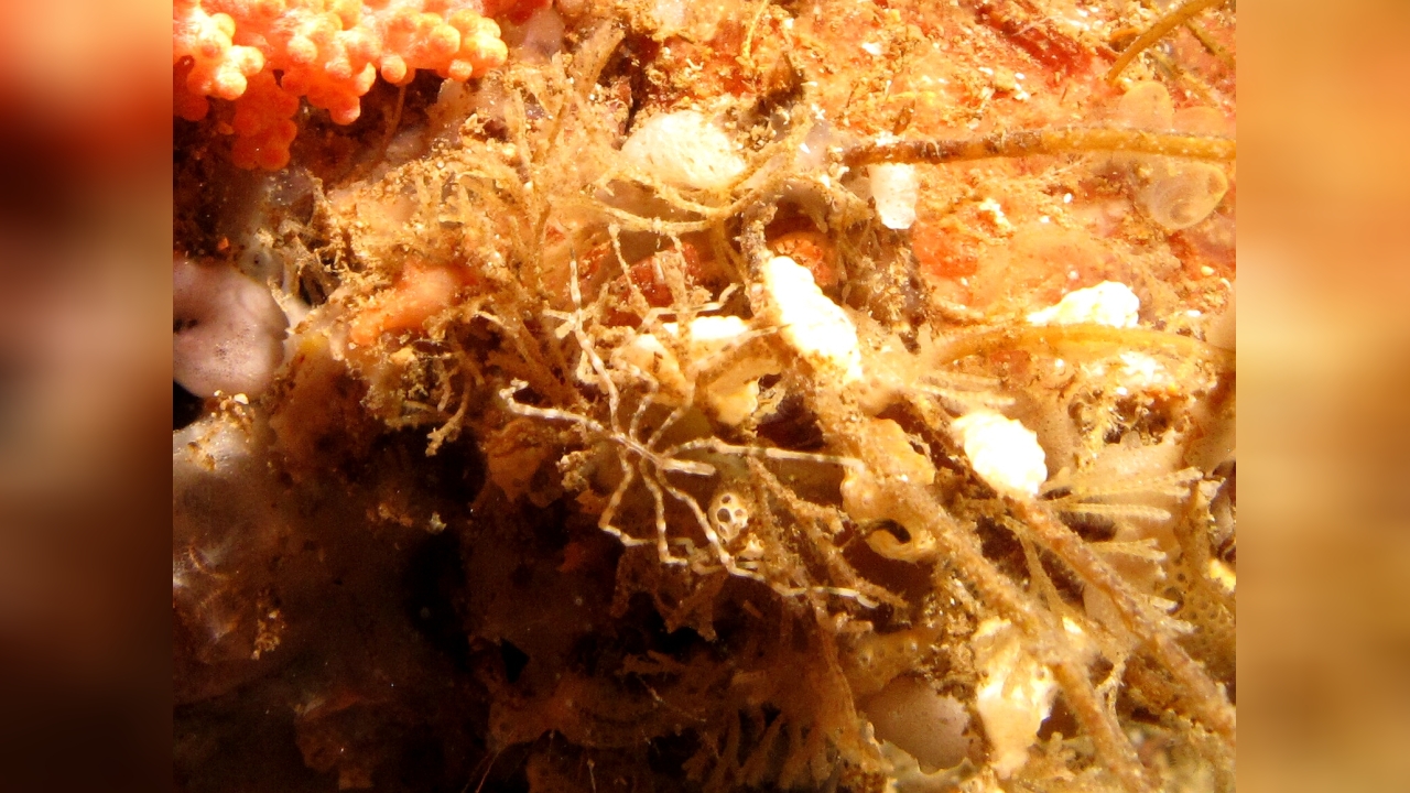 Pycnogonida sp.01 Asselspinne