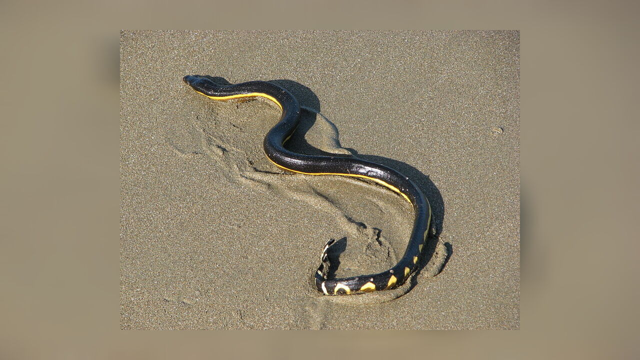 Pelamis platura Pelagic sea snake