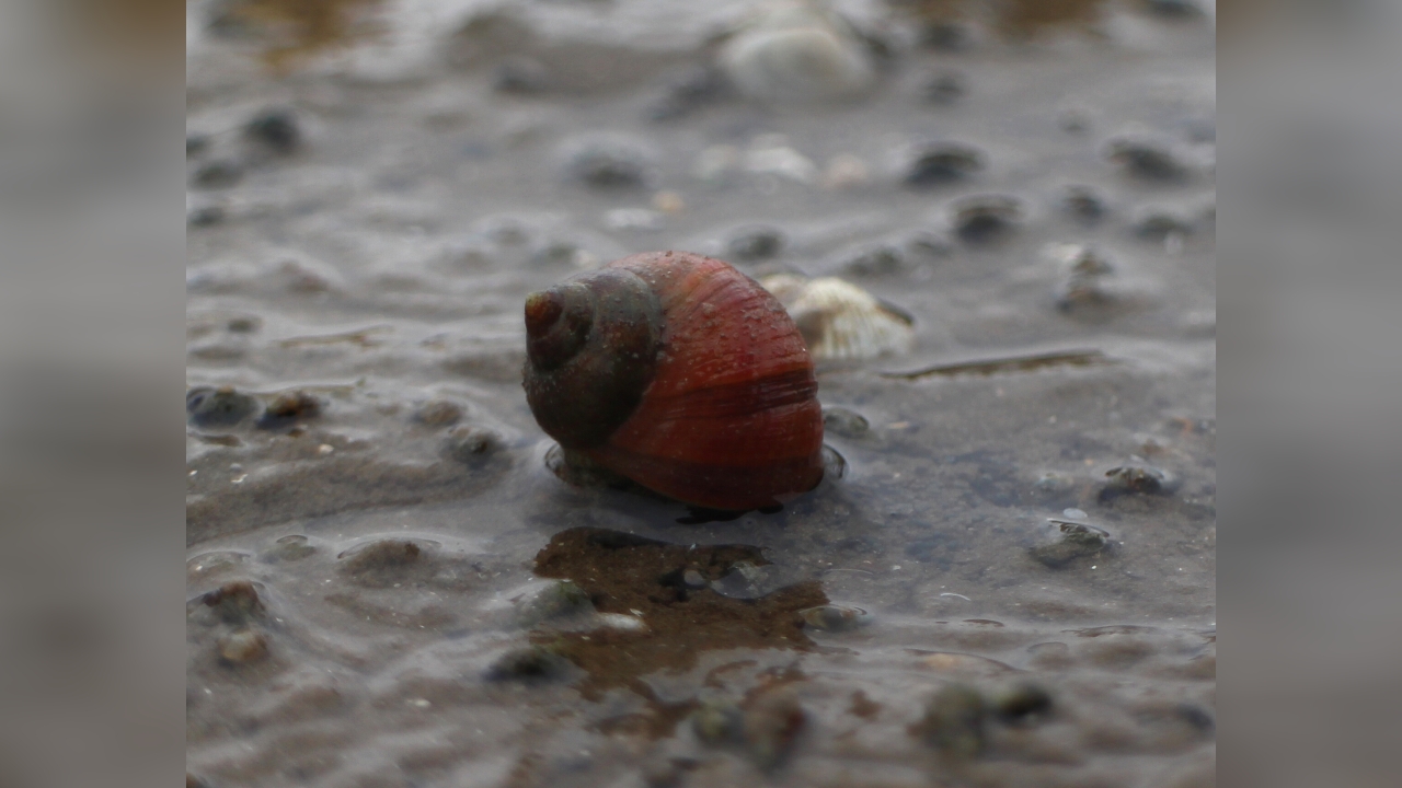 Littorina obtusata Yellow Periwinkle, Flat Periwinkle