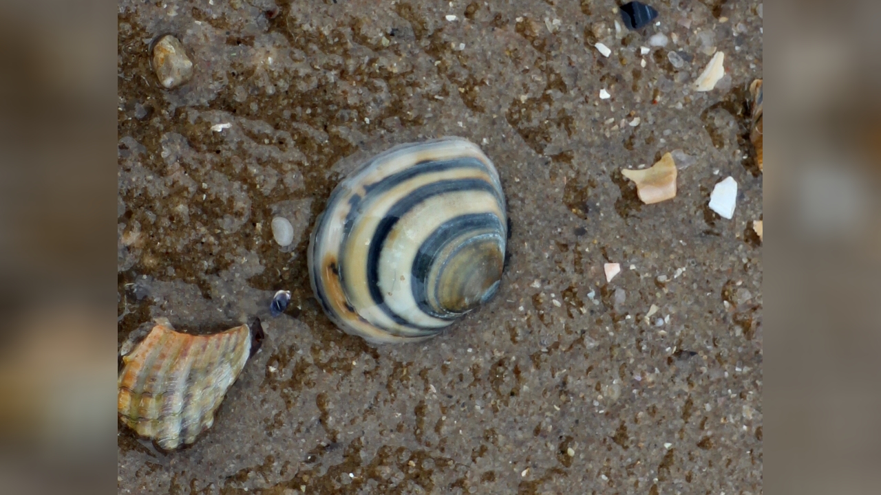 Macoma balthica Baltic macoma, Baltic Tellin