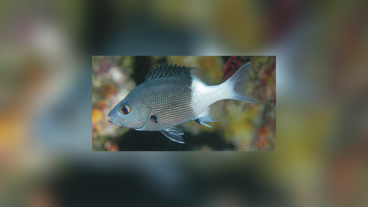 Lutjanus bohar Red Snapper, Bohar Snapper, Kelp Bream, Kelp Sea Perch ...