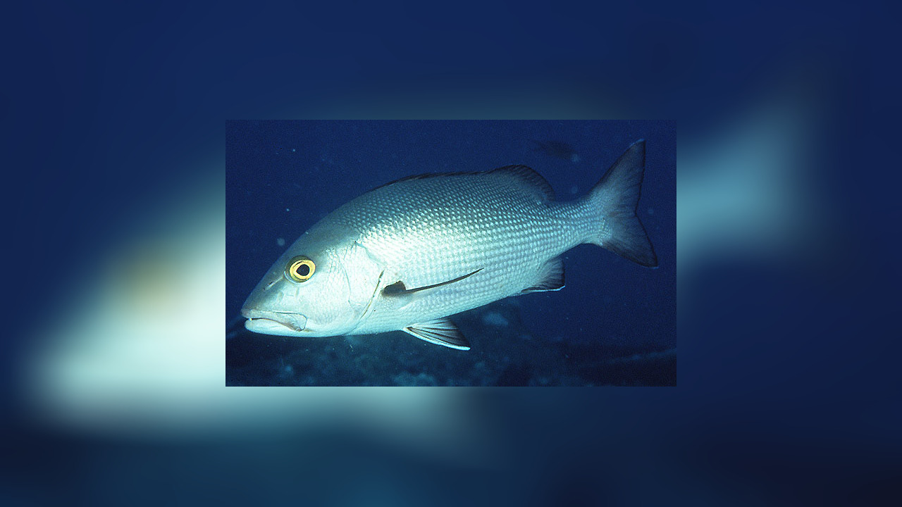 Lutjanus bohar Red Snapper, Bohar Snapper, Kelp Bream, Kelp Sea Perch ...