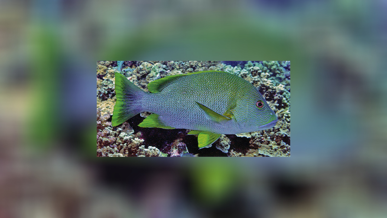 Lutjanus rivulatus Blubberlip snapper