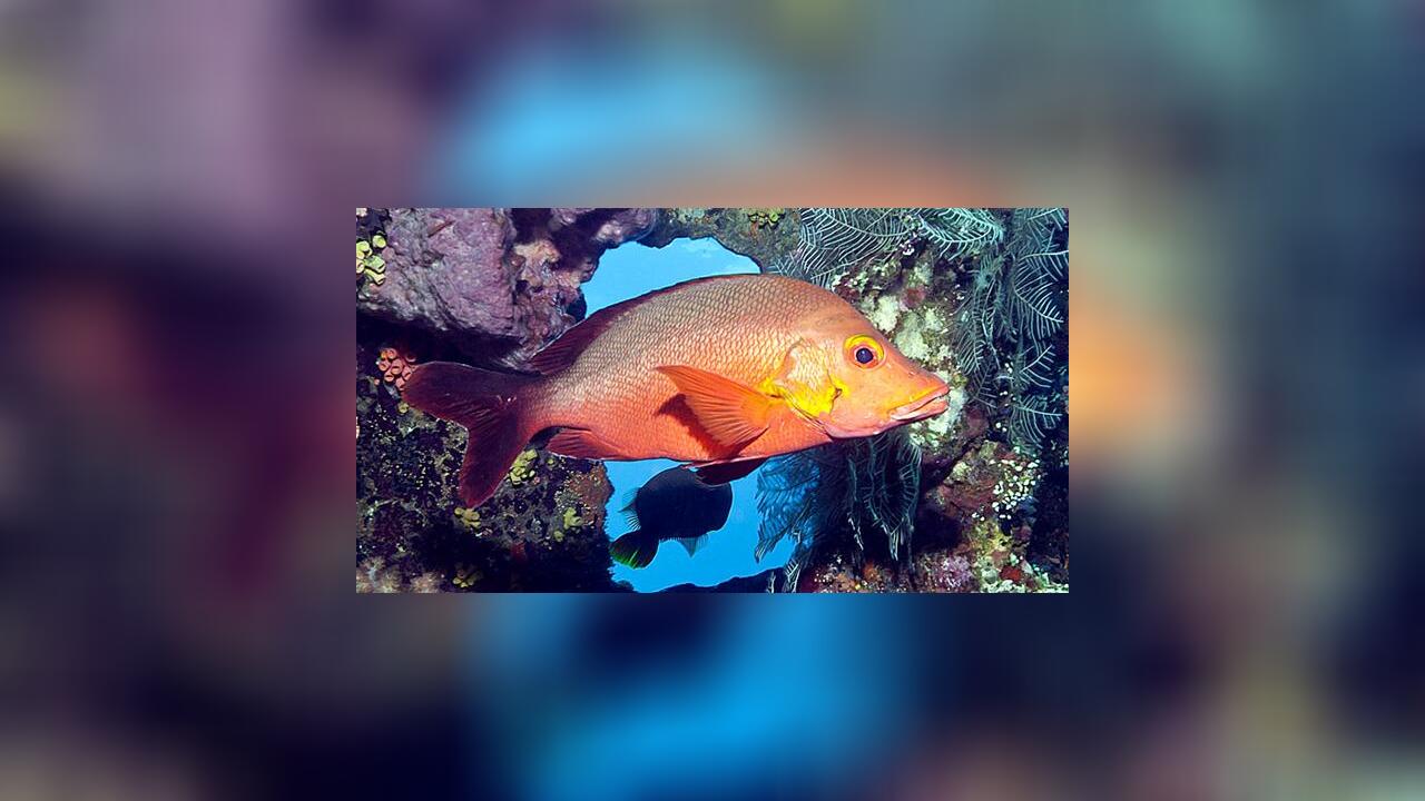 Lutjanus gibbus Humpback red snapper, paddletail snapper,