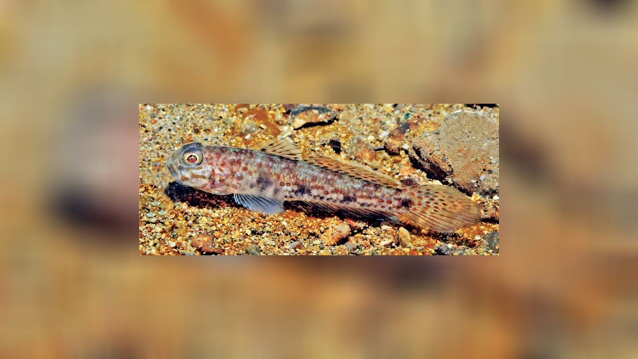 Acentrogobius limarius Acentrogobius limarius