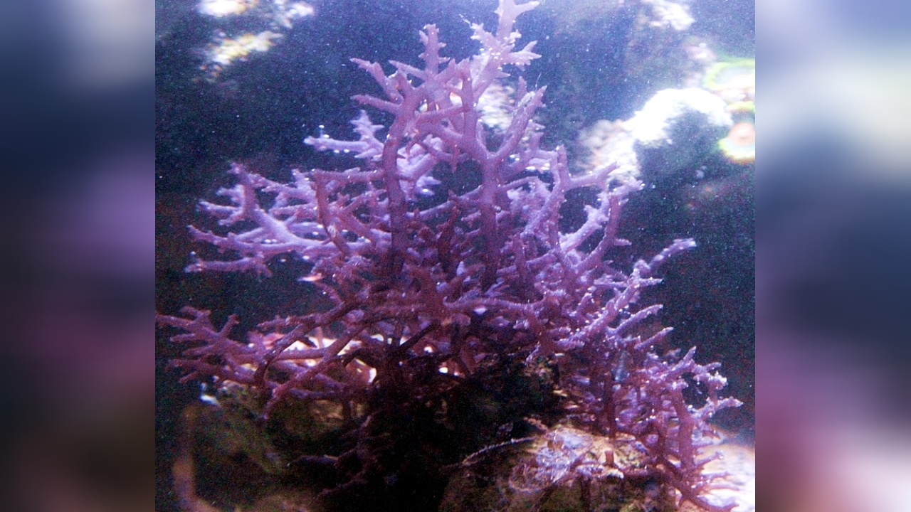 Hypnea pannosa Hypnea algae