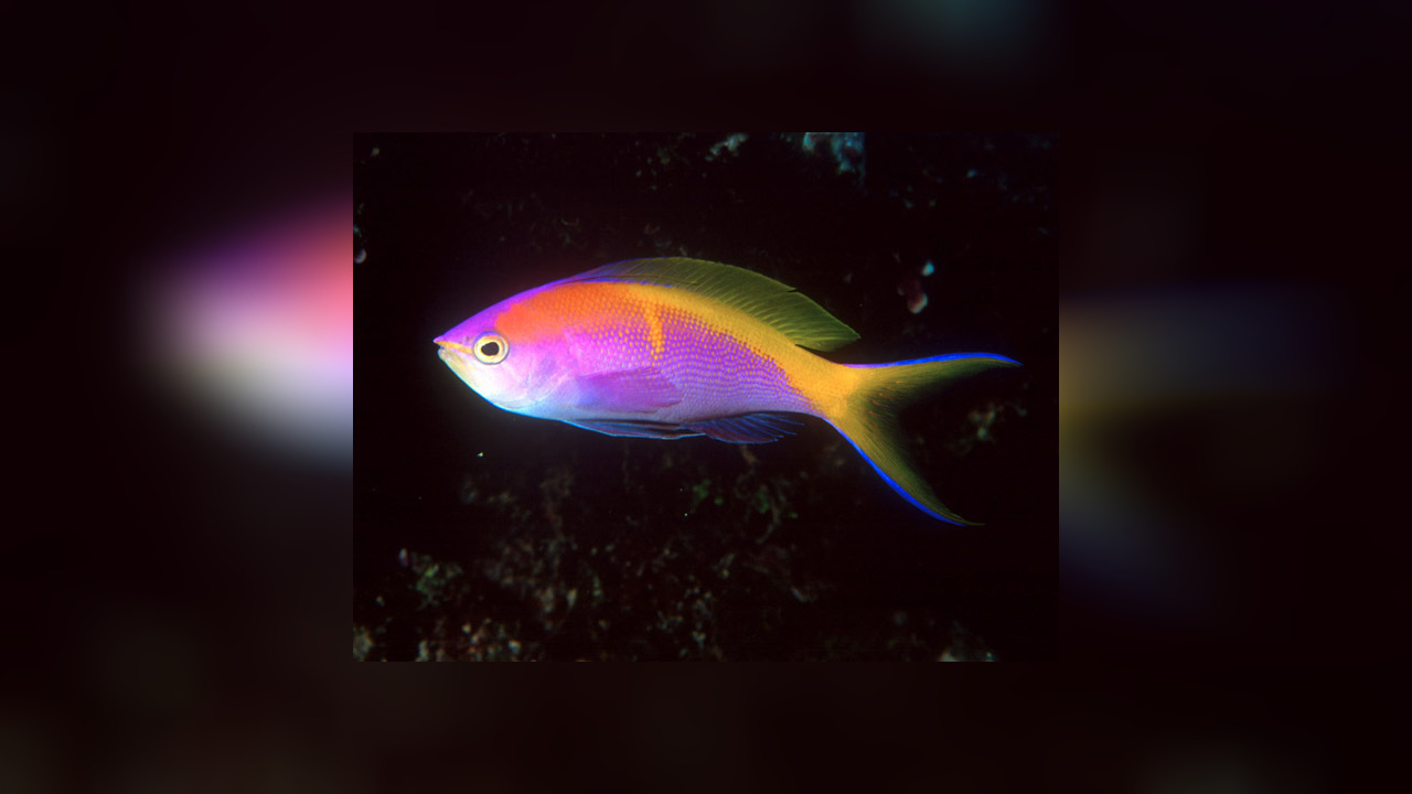 Pseudanthias bartlettorum Bartletts Fahnenbarsch