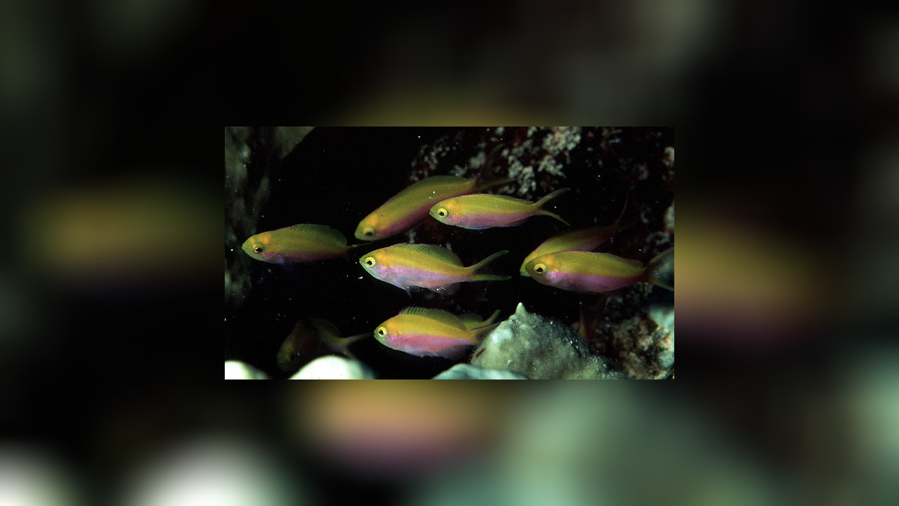 Pseudanthias bartlettorum Bartletts Fahnenbarsch