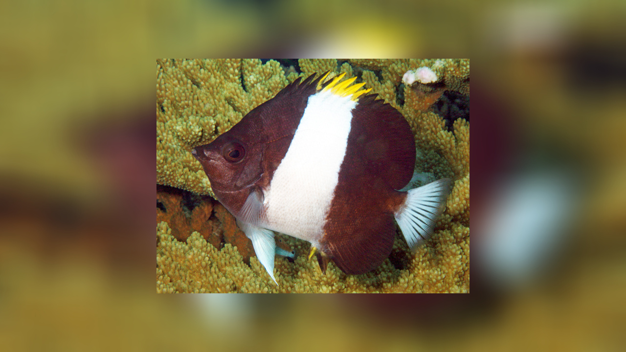 Hemitaurichthys zoster Brown-and-white Butterflyfish, Black Pyramid ...