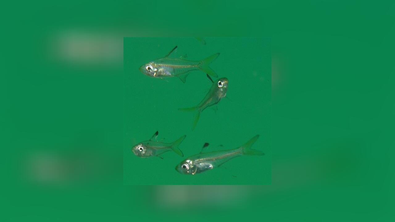 Ambassis gymnocephalus Bald glassy