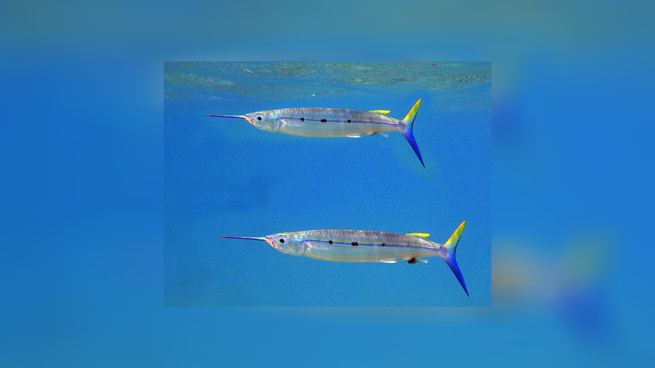 Hemiramphus far Black-barred halfbeak