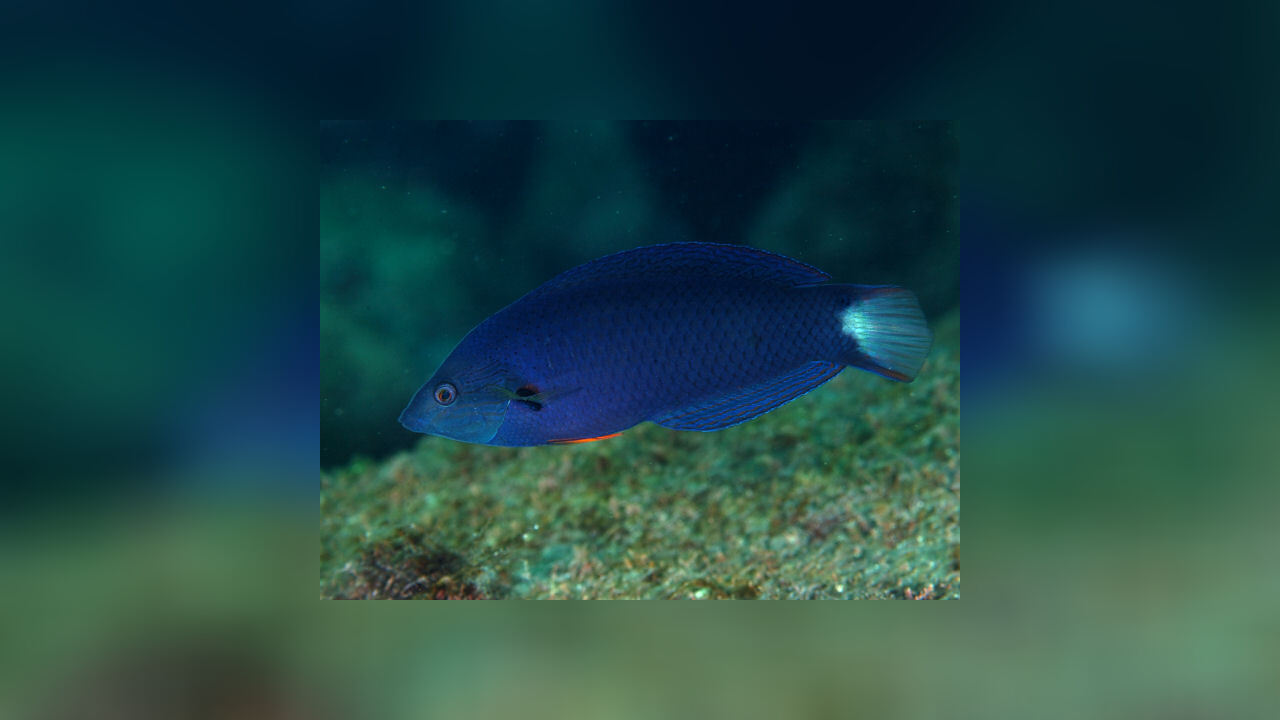 Halichoeres melanochir Black wrasse, Orange-fin wrasse