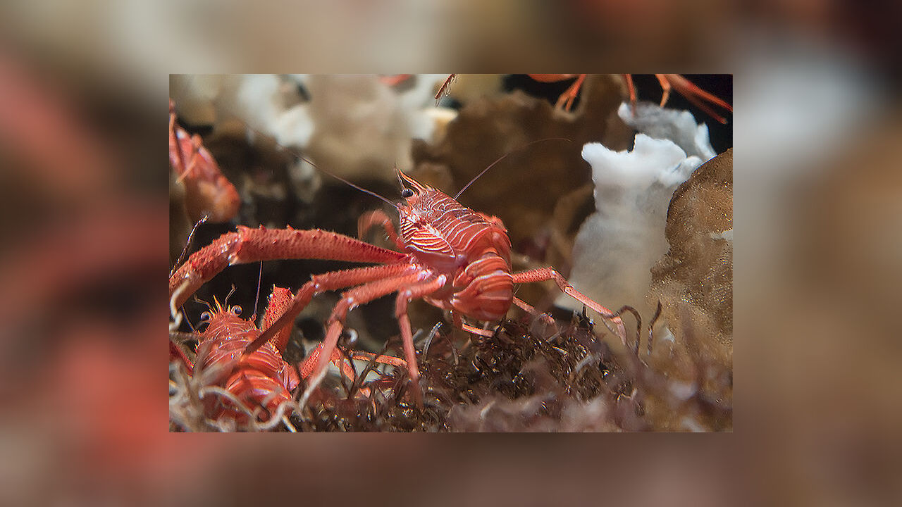 Pleuroncodes planipes Pelagic red crab