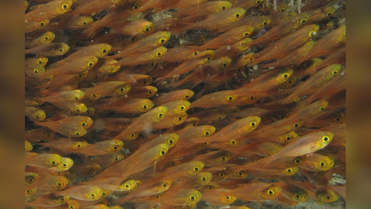 Parapriacanthus ransonneti Pygmy sweeper