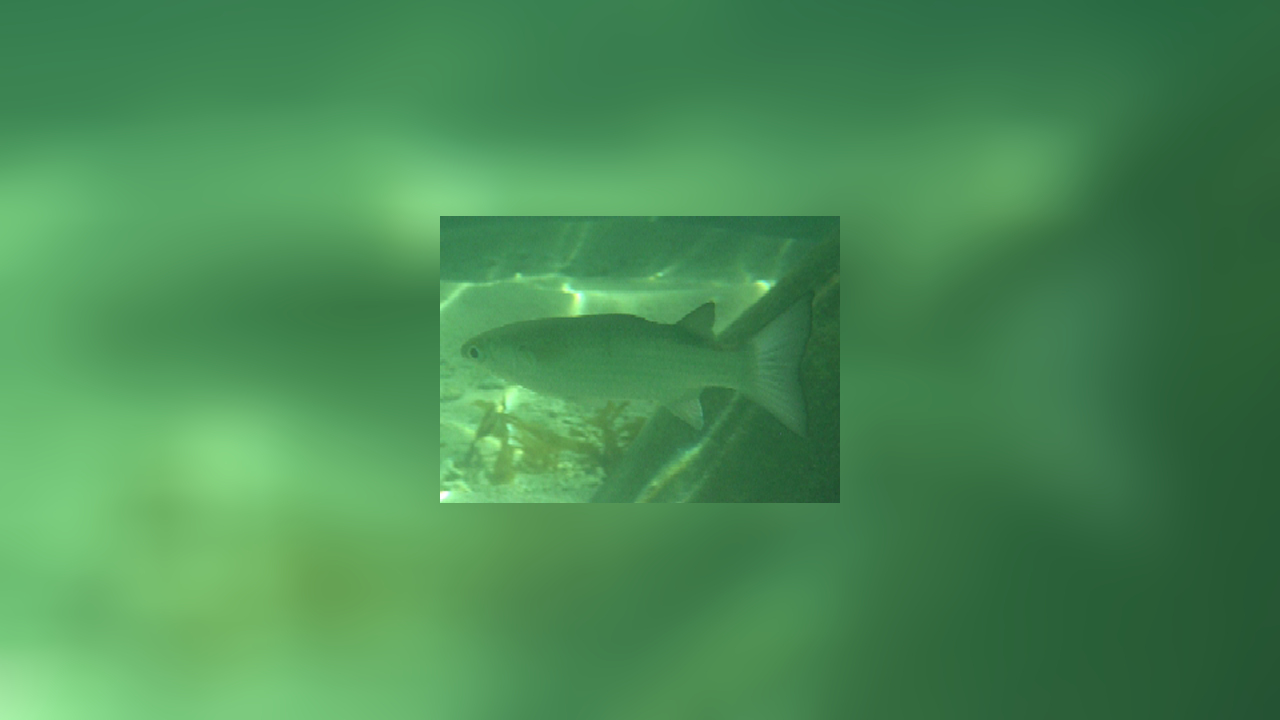 Chelon planiceps Meeräsche