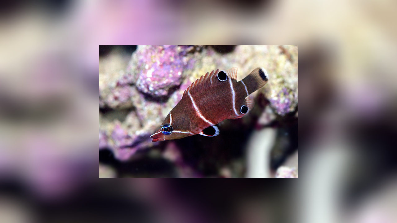 Wetmorella albofasciata Diagonal-lined wrasse, White-banded possum ...