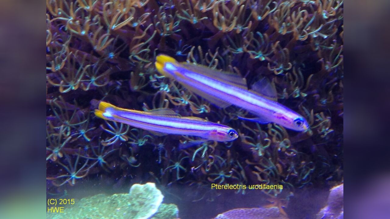 Ptereleotris uroditaenia Bandtail Dartfish, Flagtail Dartfish, Flag ...