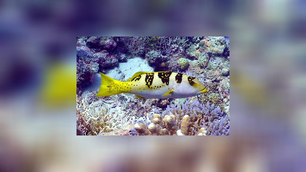 Plectropomus laevis Blacksaddle coralgrouper