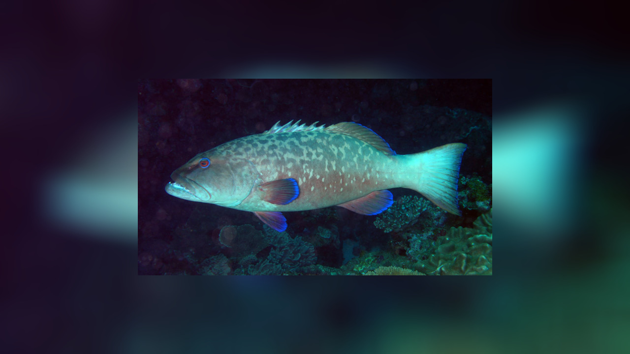 Plectropomus punctatus Marbled coralgrouper