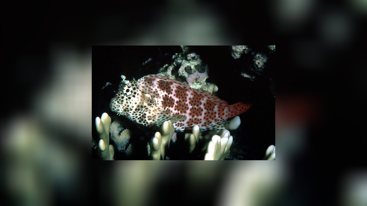 Exallias brevis Leopard Blenny, Leopard Rock Skipper, Shortbodied Blenny