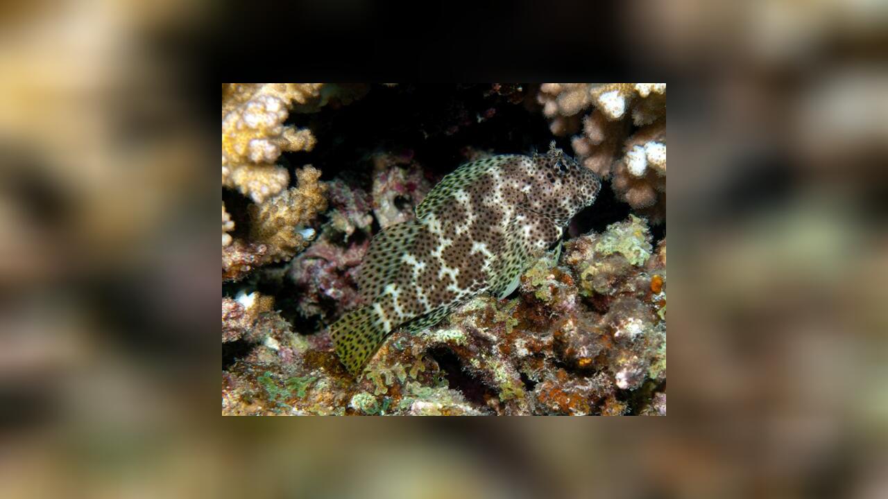 Exallias brevis Leopard Blenny, Leopard Rock Skipper, Shortbodied Blenny