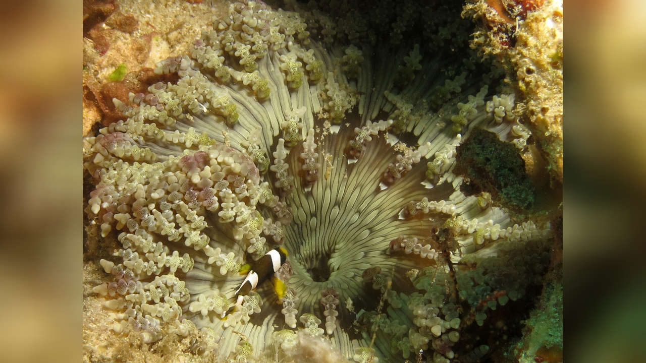 Heteractis aurora Beaded Sea Anemone