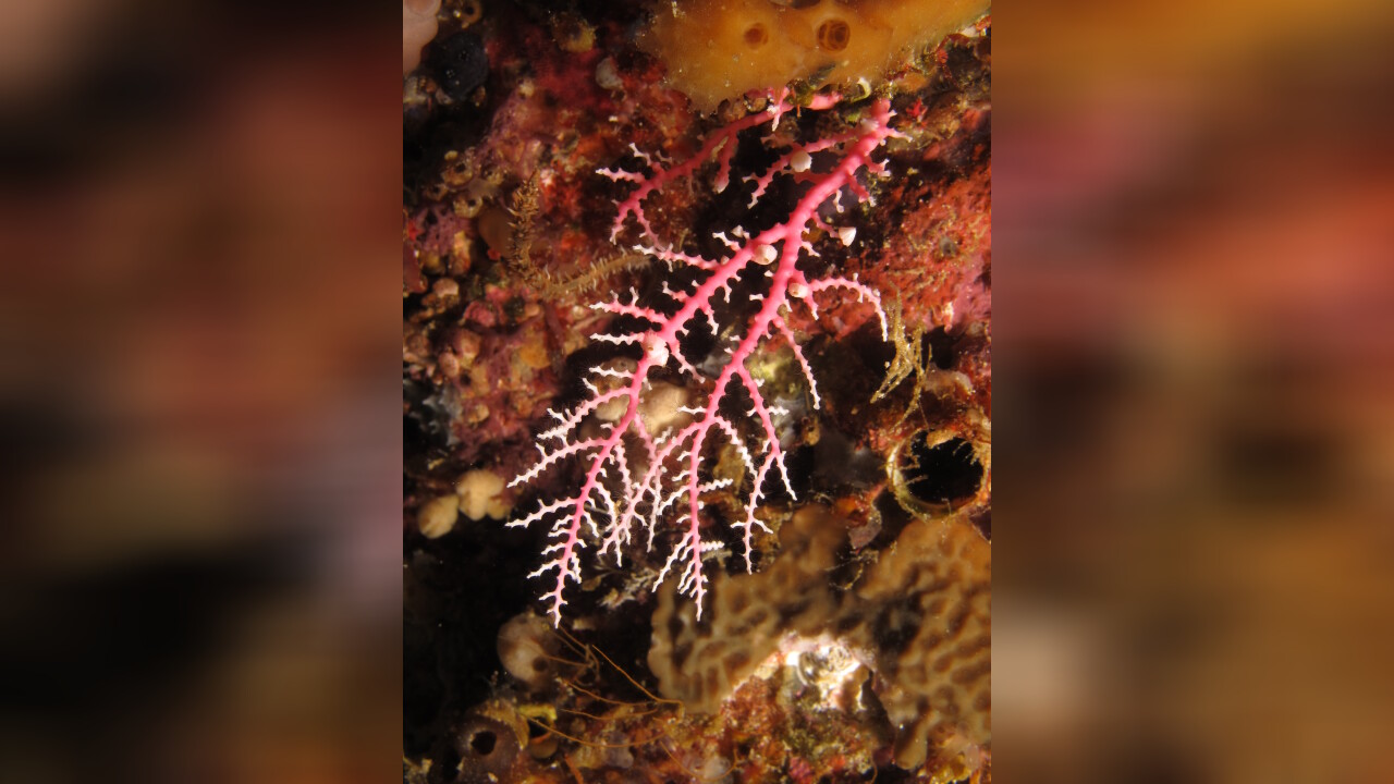 Stylaster sanguineus Elegant Lace Coral