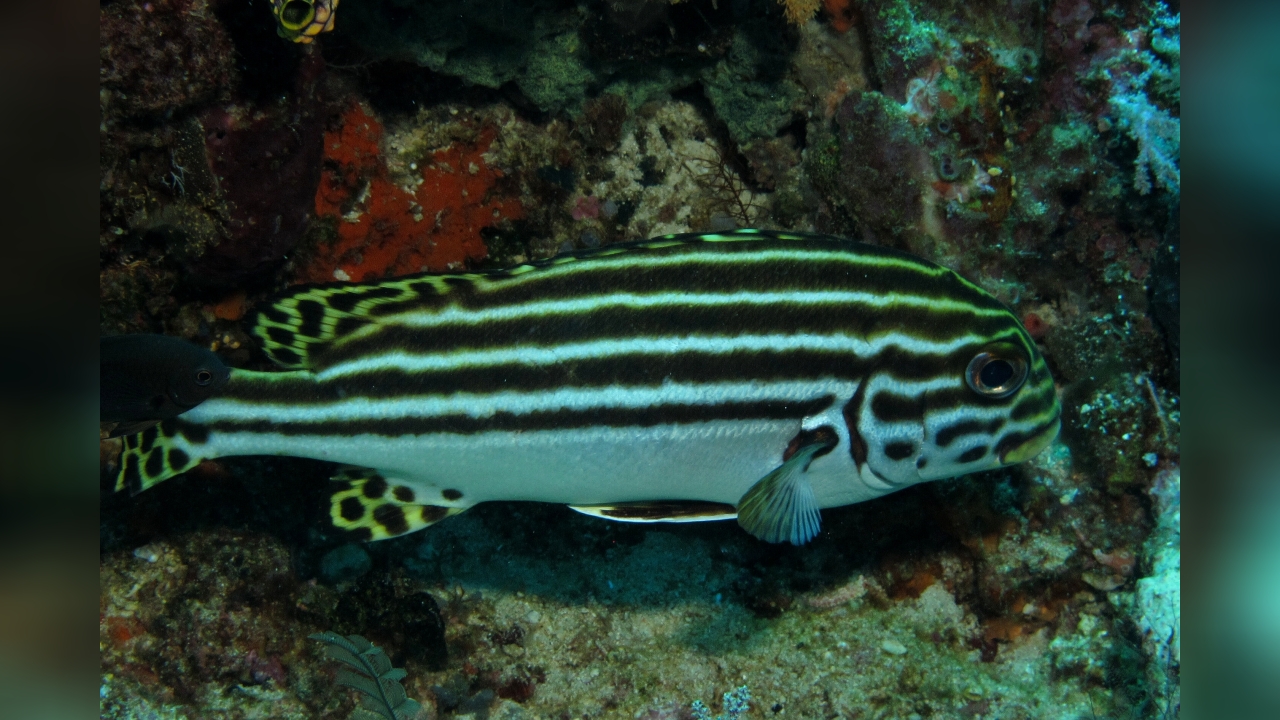 Plectorhinchus lessonii Lesson's thicklip, Striped Sweetlips