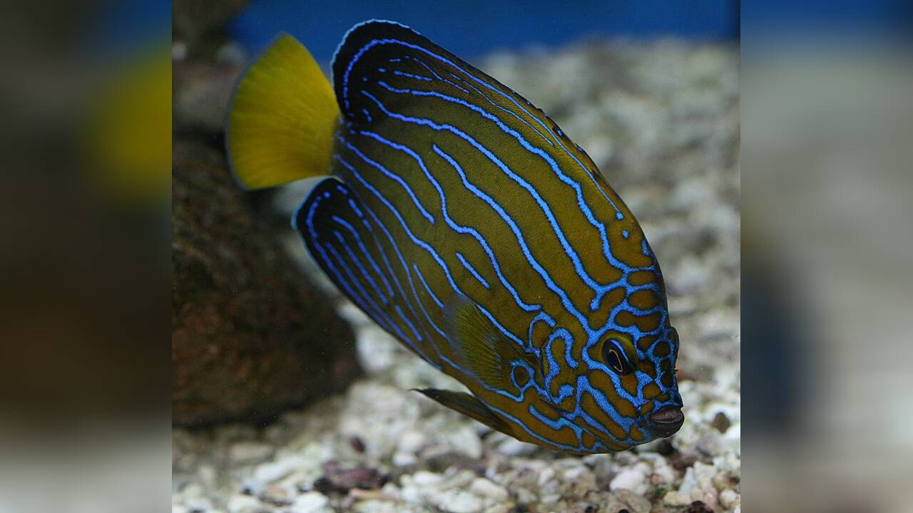 Chaetodontoplus septentrionalis Bluestriped angelfish